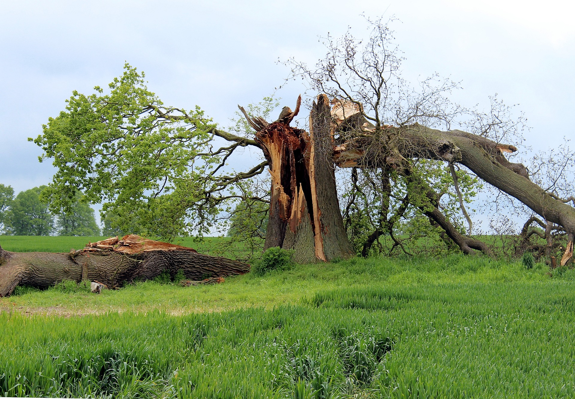 Prepare Your Trees for Storm Season - Lombardi.ca | Tree Services